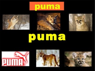 El perro y el gato jungla | ODP