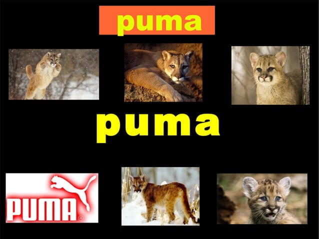 El perro y el gato jungla | PPT