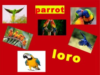 El perro y el gato jungla | PPT