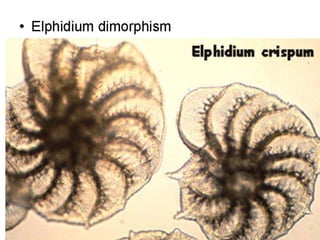 Elphidium zoology tulasi | PPTX | Movies | Entertainment