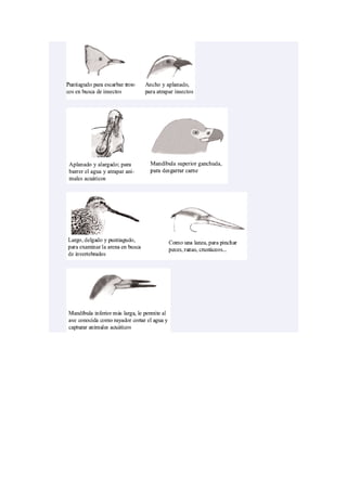 El pico de las aves es una estructura singular en el reino animal | PDF