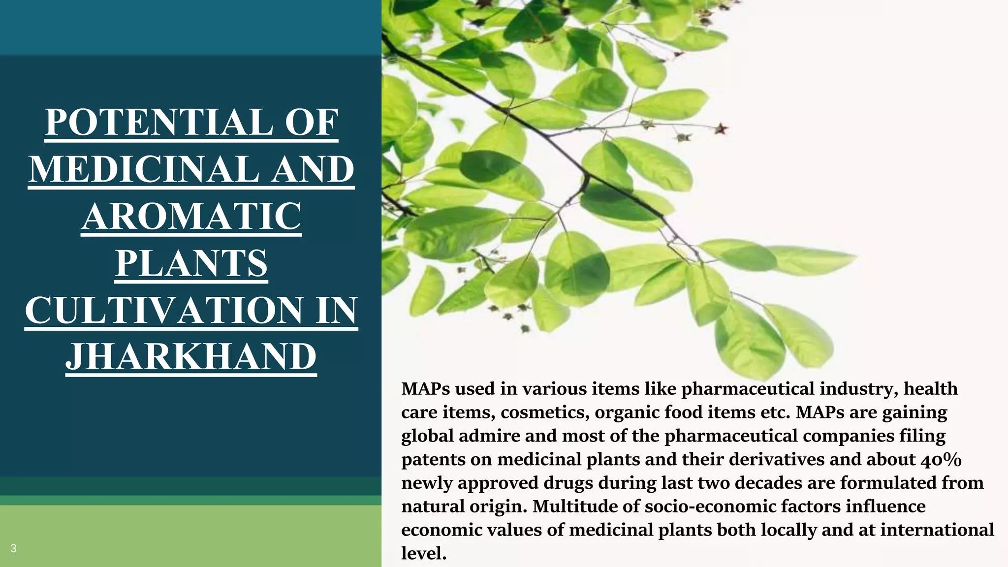 Potential of Medicinal and Aromatic Plants Cultivation in Jharkhand ...
