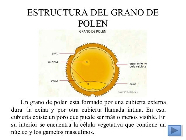 El polen