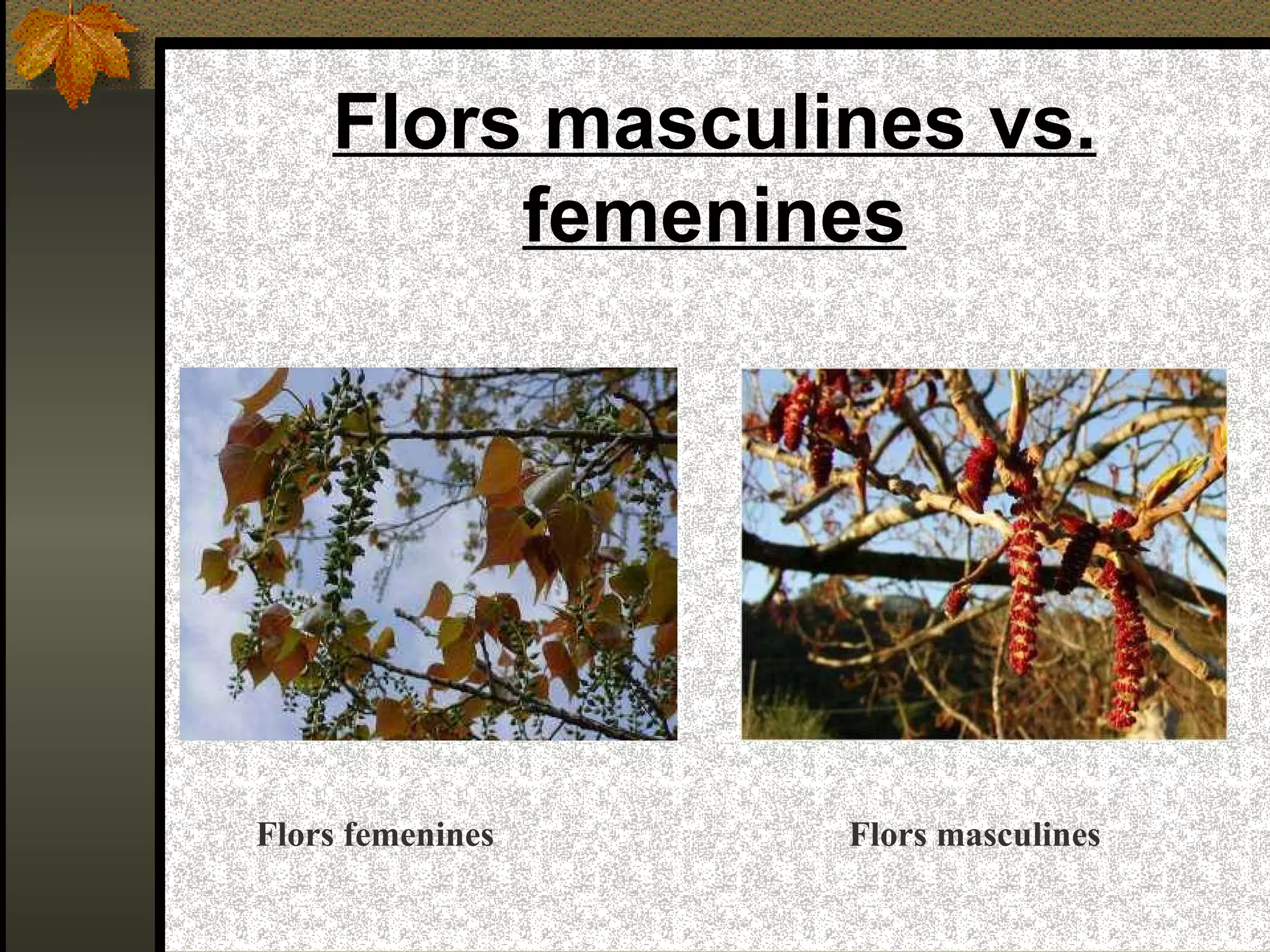 El pollancre i la mort de Faetont, de Yolanda Enríquez | PPT