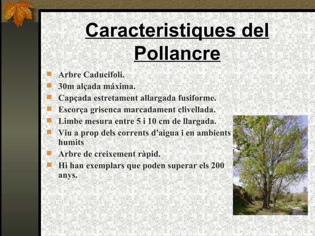 El pollancre i la mort de Faetont, de Yolanda Enríquez | PPT