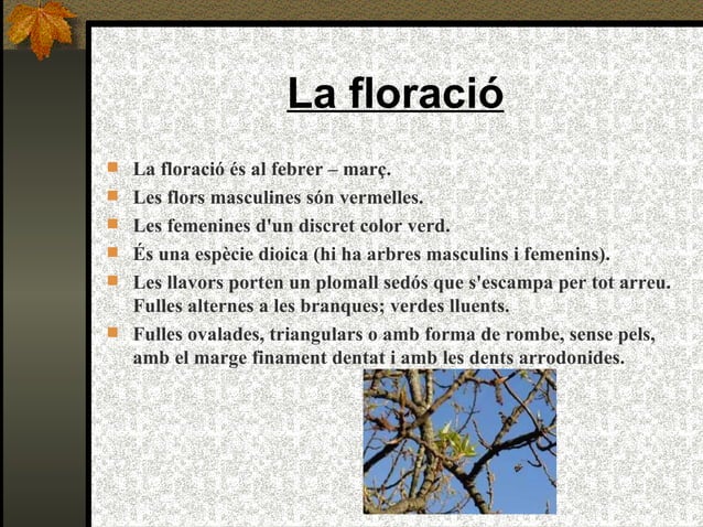 El pollancre i la mort de Faetont, de Yolanda Enríquez | PPT