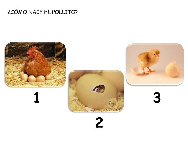 El pollito