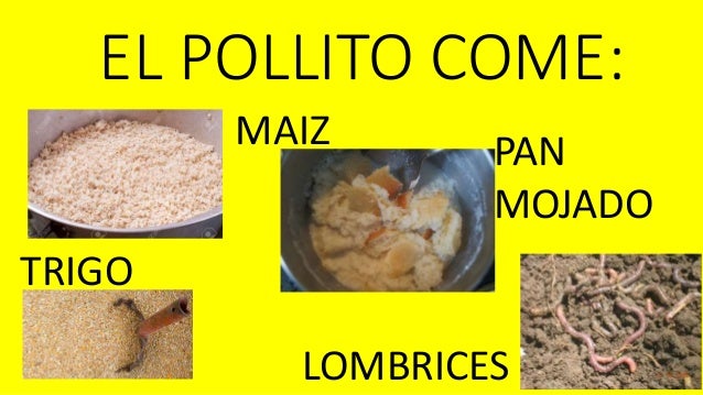 El pollito en educacion infantil 3 años