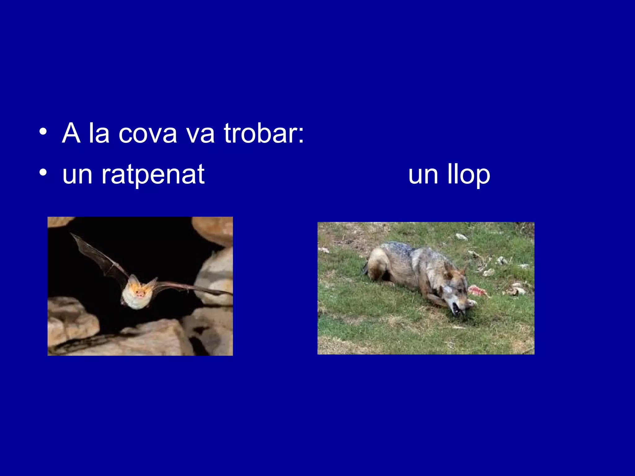 El porc senglar solitari | PPT