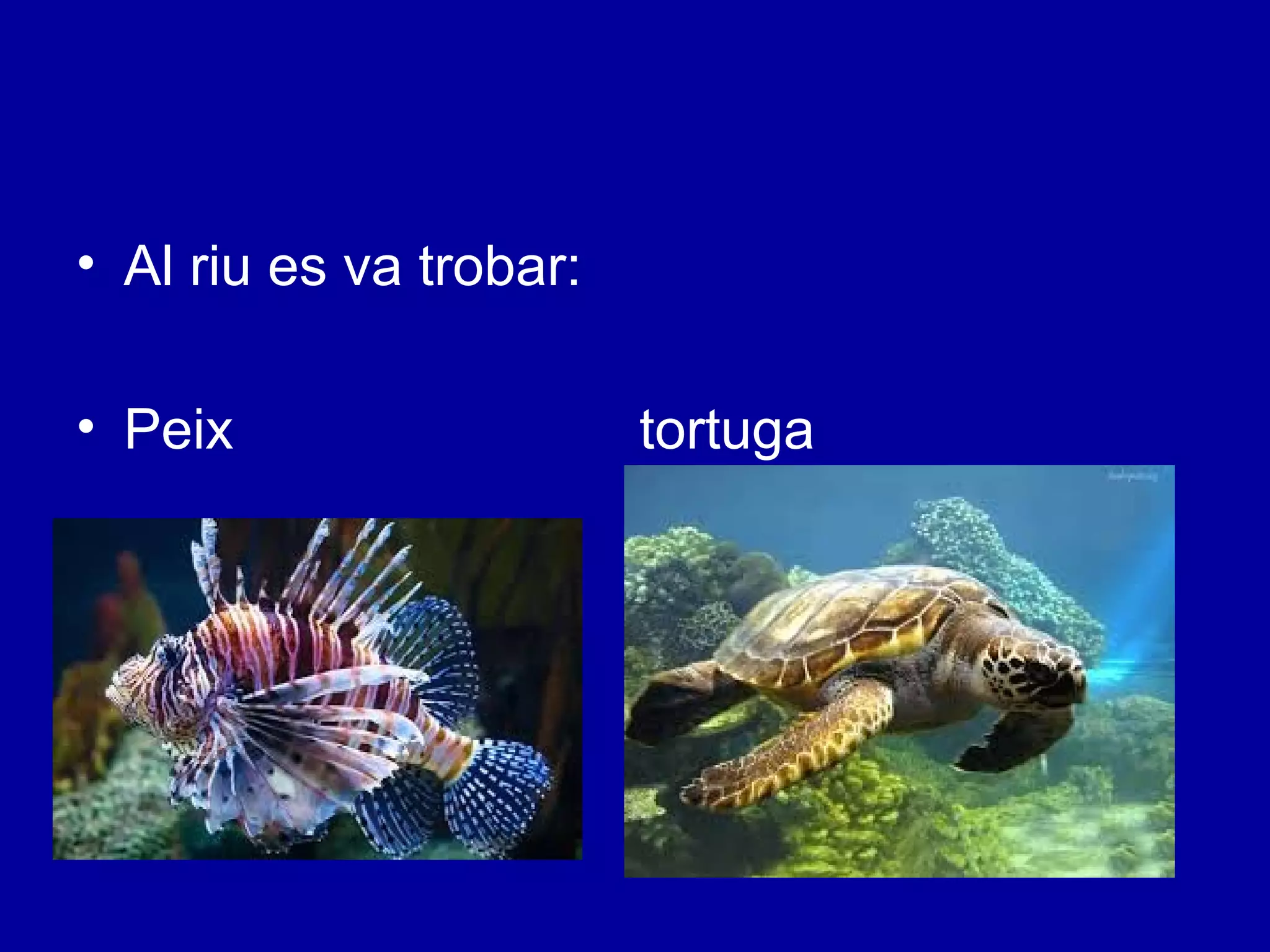 El porc senglar solitari | PPT