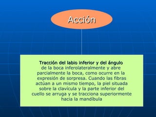 El portafolios como herramienta de formación en anatomía con | PPT