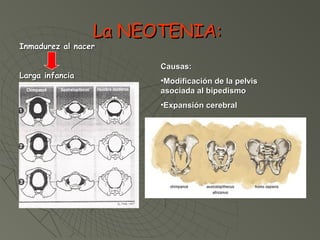 El proceso de hominización | PPT