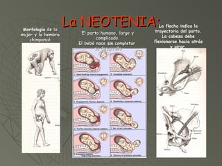El proceso de hominización | PPT
