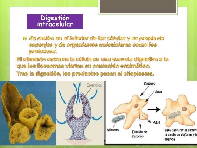 El proceso digestivo en los invertebrados