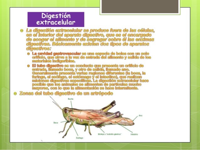 El proceso digestivo en los invertebrados