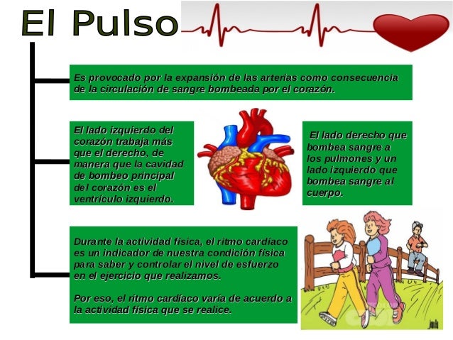 El pulso