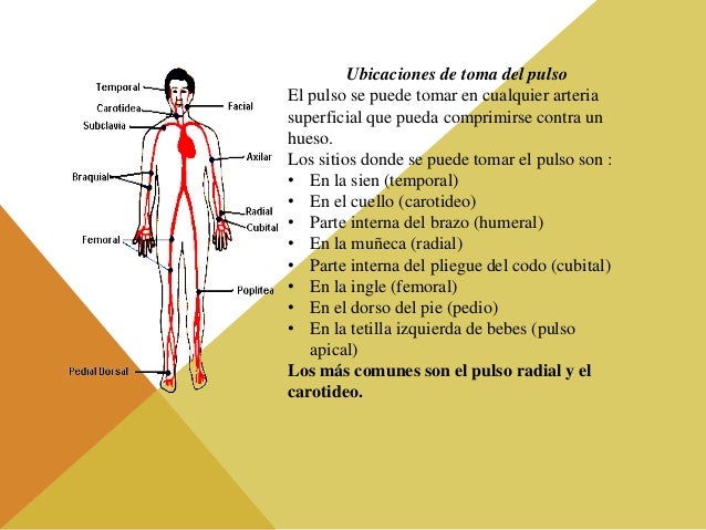 El pulso frecuencia cardiaca