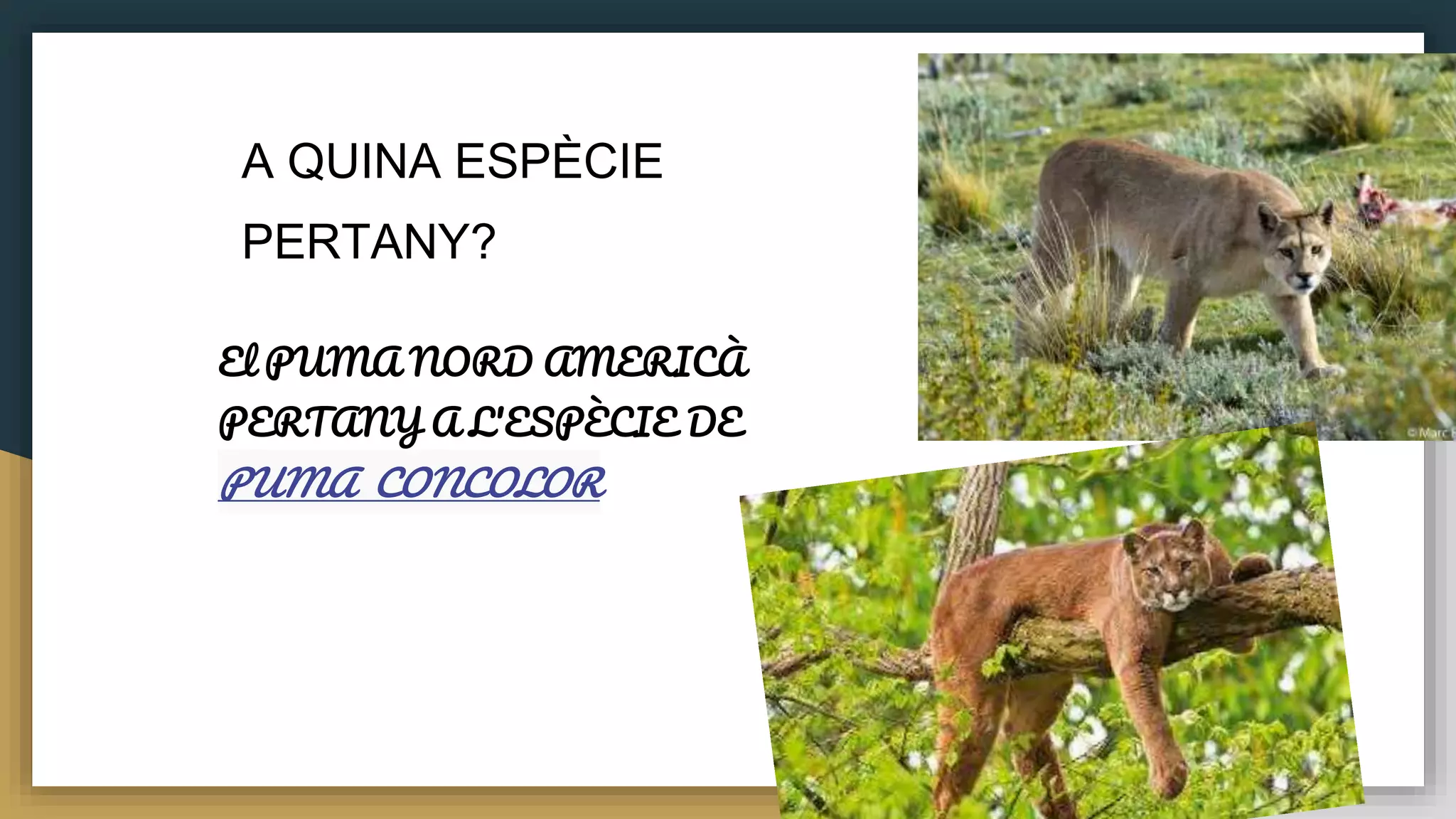 El puma nordamerica | PPTX