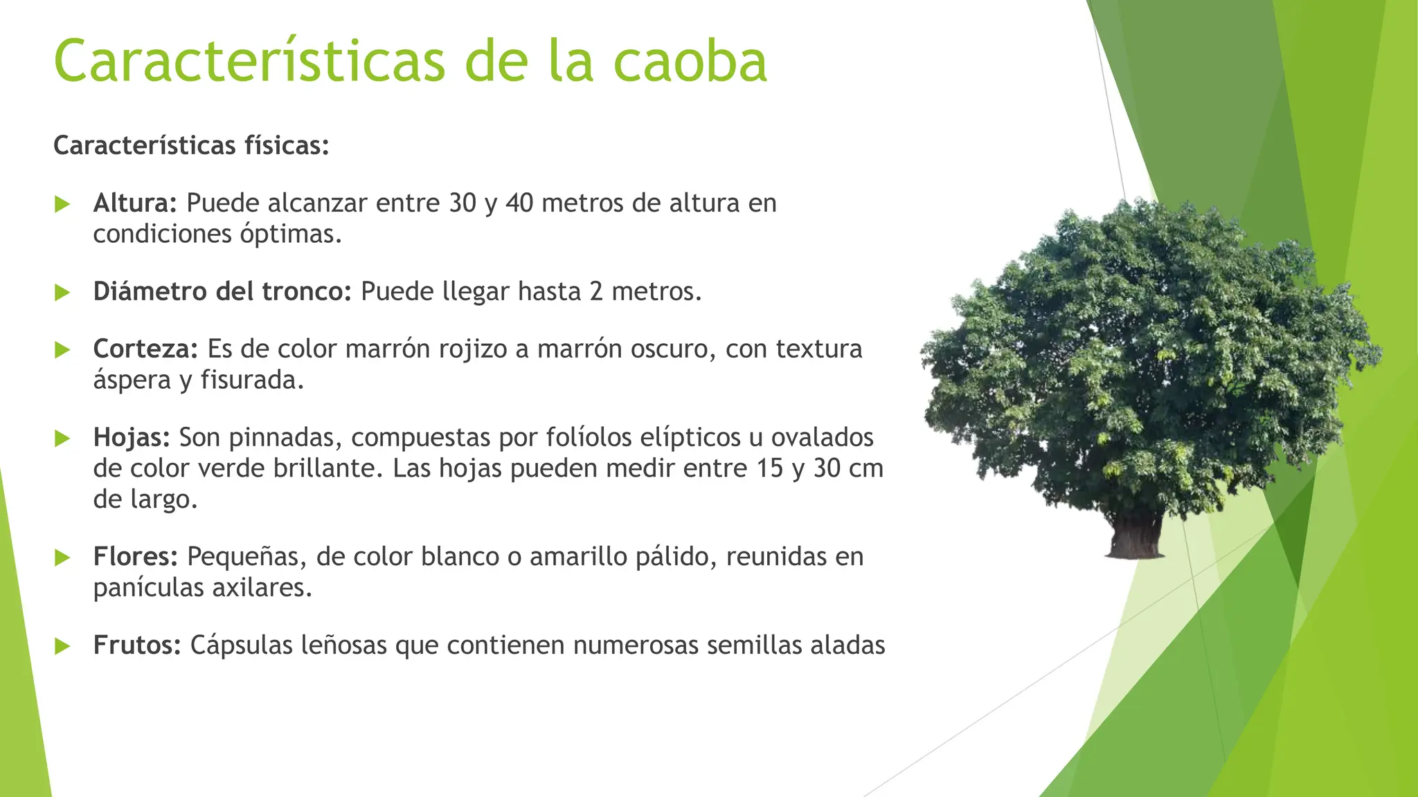 El árbol de la caoba de de mamamaammamamama.pptx