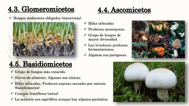 El árbol de la vida