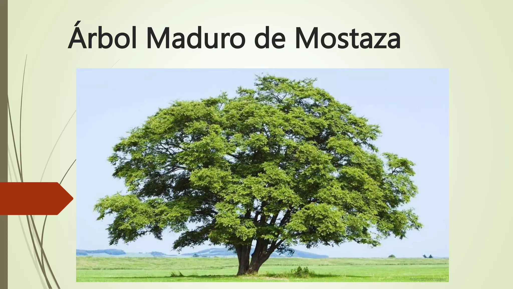 El árbol de Mostaza.pptx