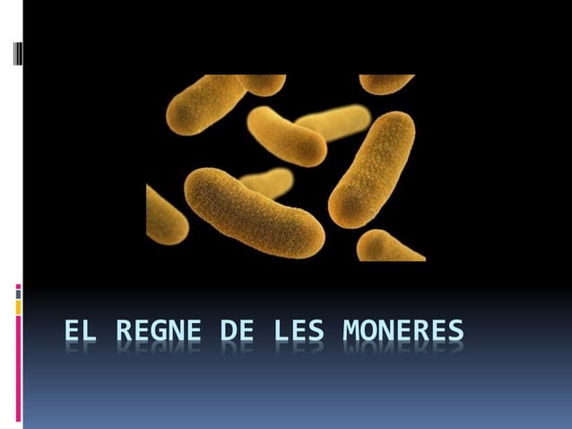 El regne de les moneres | PPTX