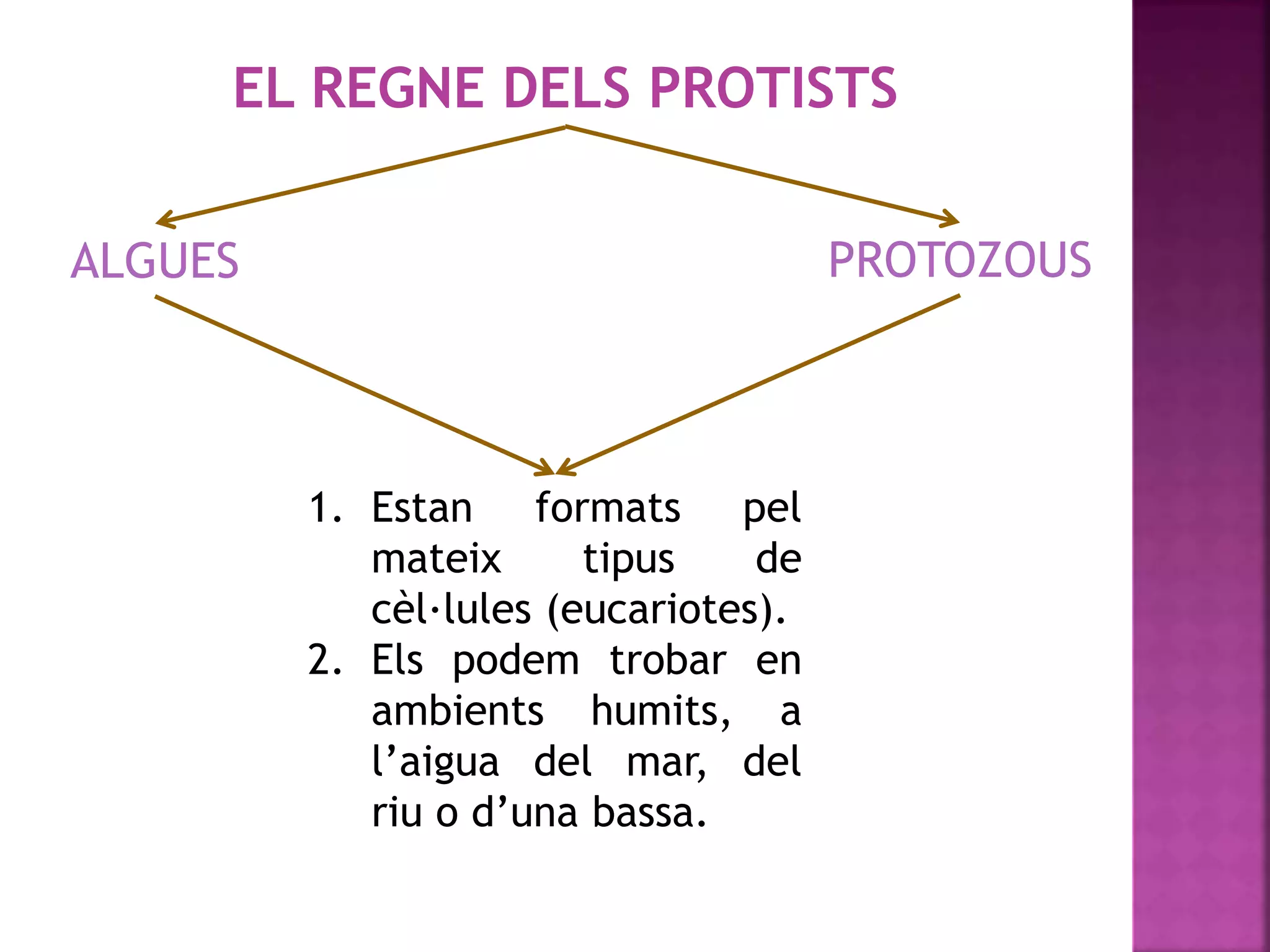 El regne dels protists | PPTX