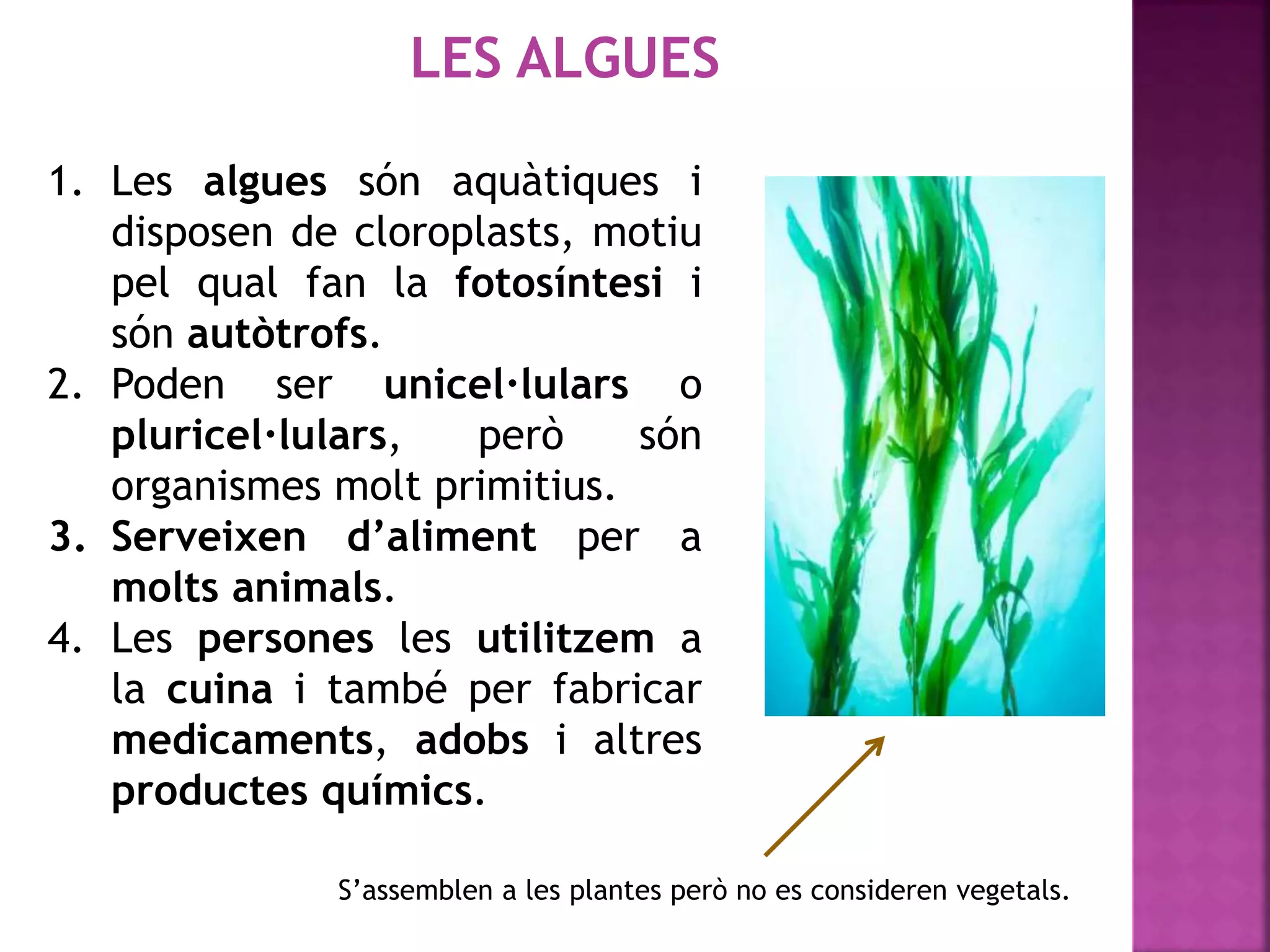 El regne dels protists | PPTX