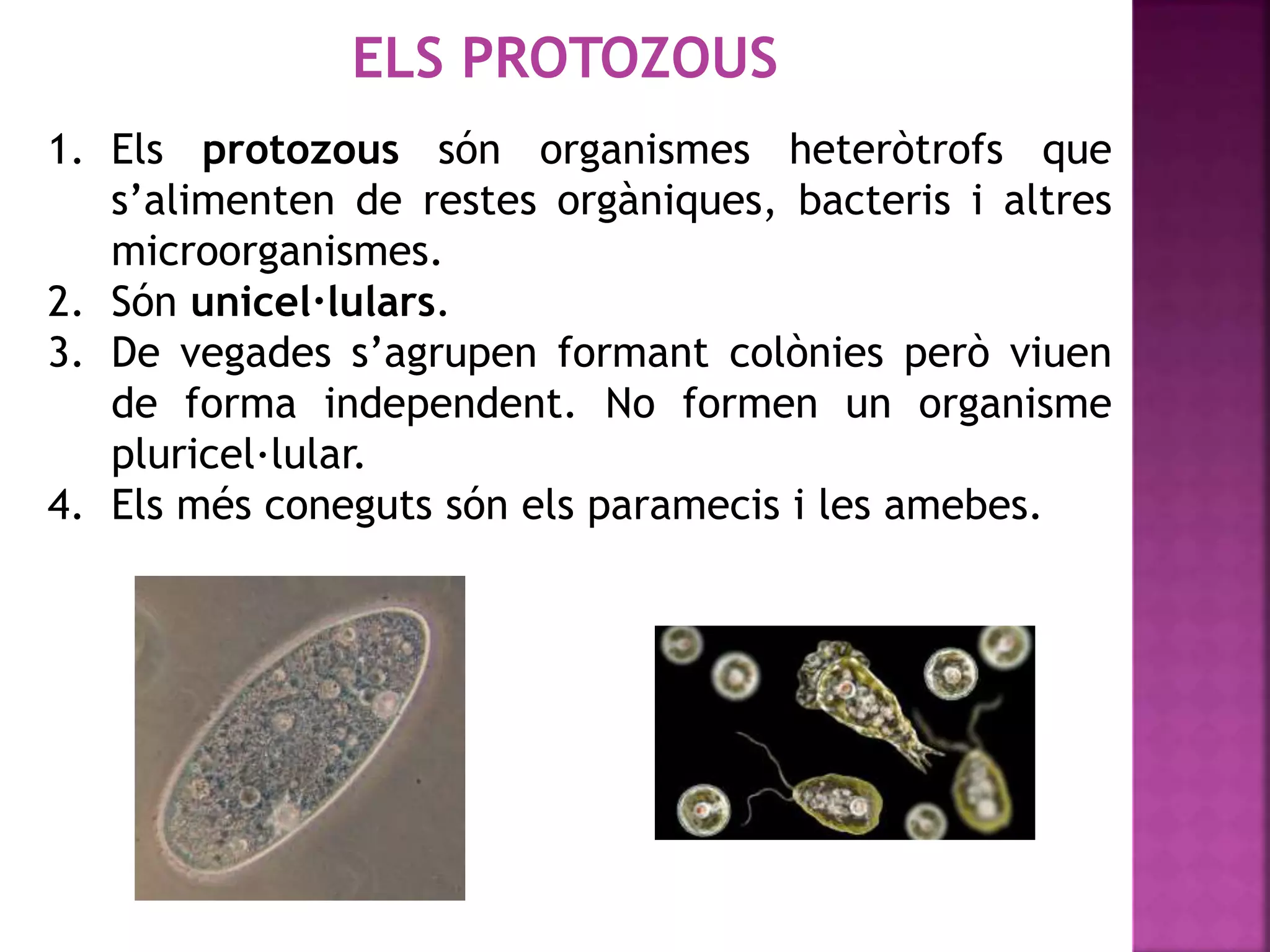 El regne dels protists | PPTX
