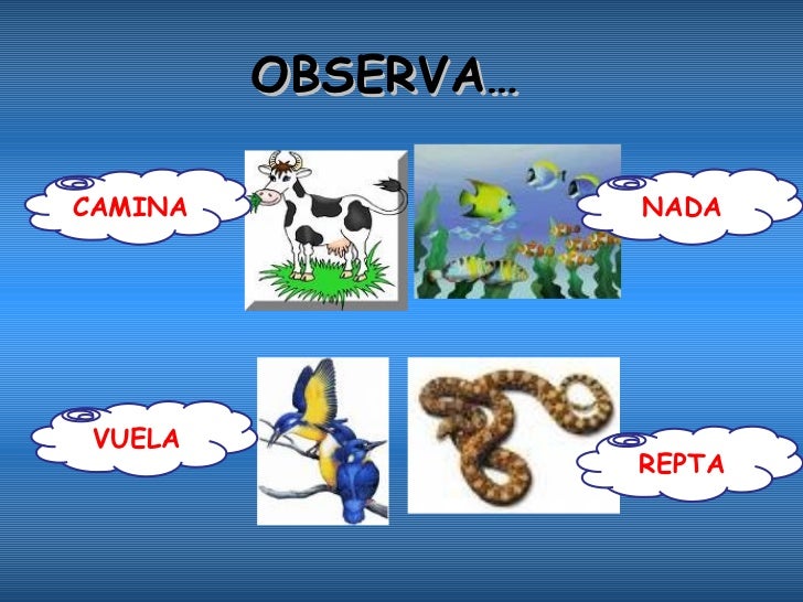 Animales que reptan dibujos - Imagui