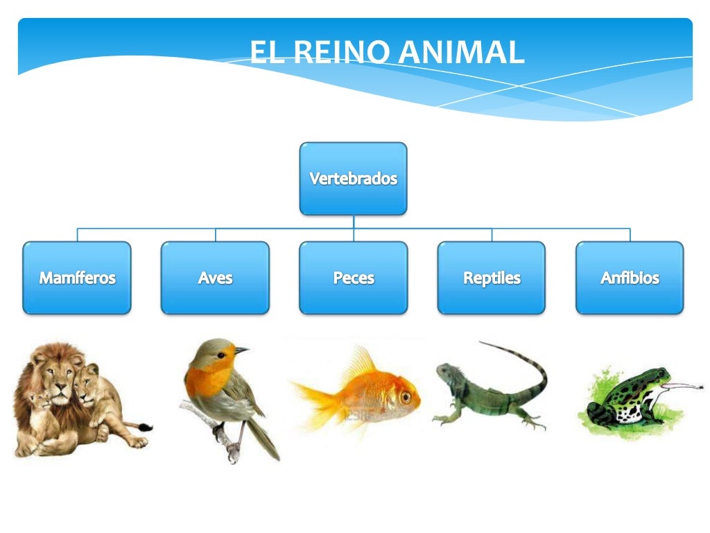 El reino animal