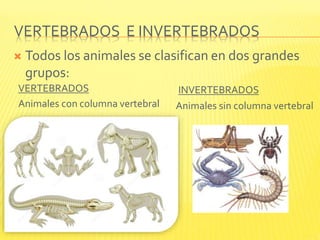 Animales Invertebrados Sin Columna Vertebral