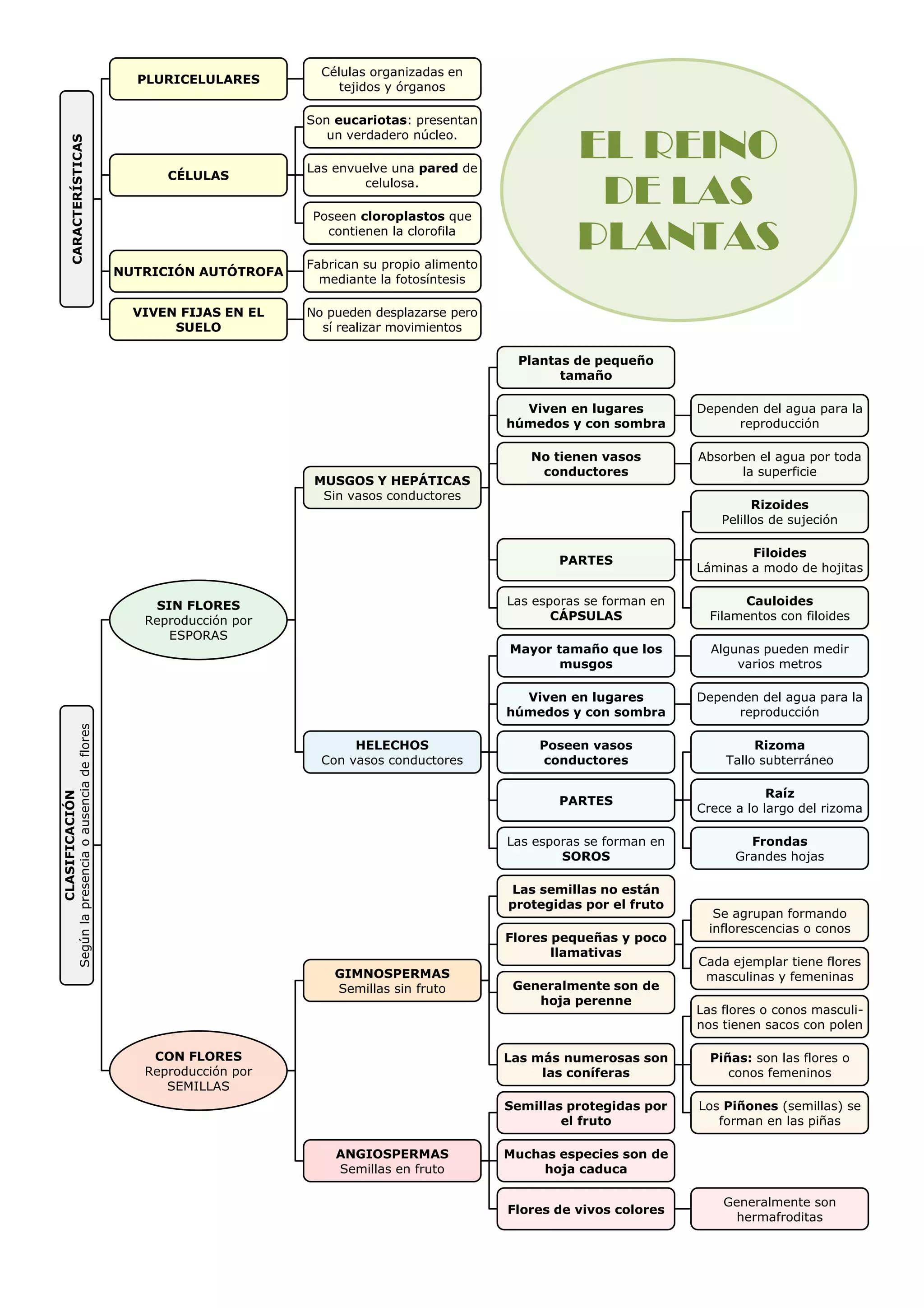 El reino de las plantas esquema 1ºESO | PDF