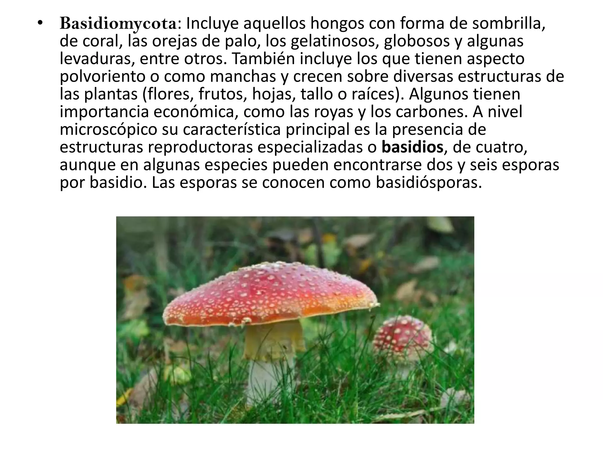 El reino de los hongos | PPT