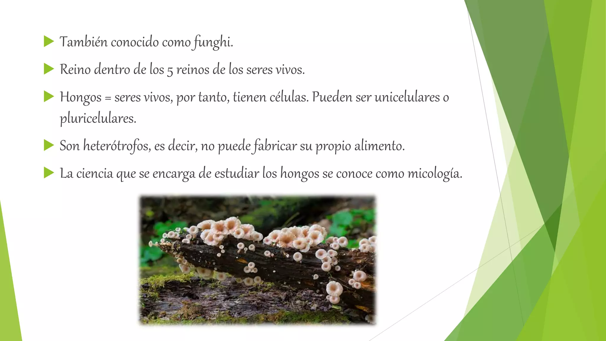El reino de los hongos | PPTX