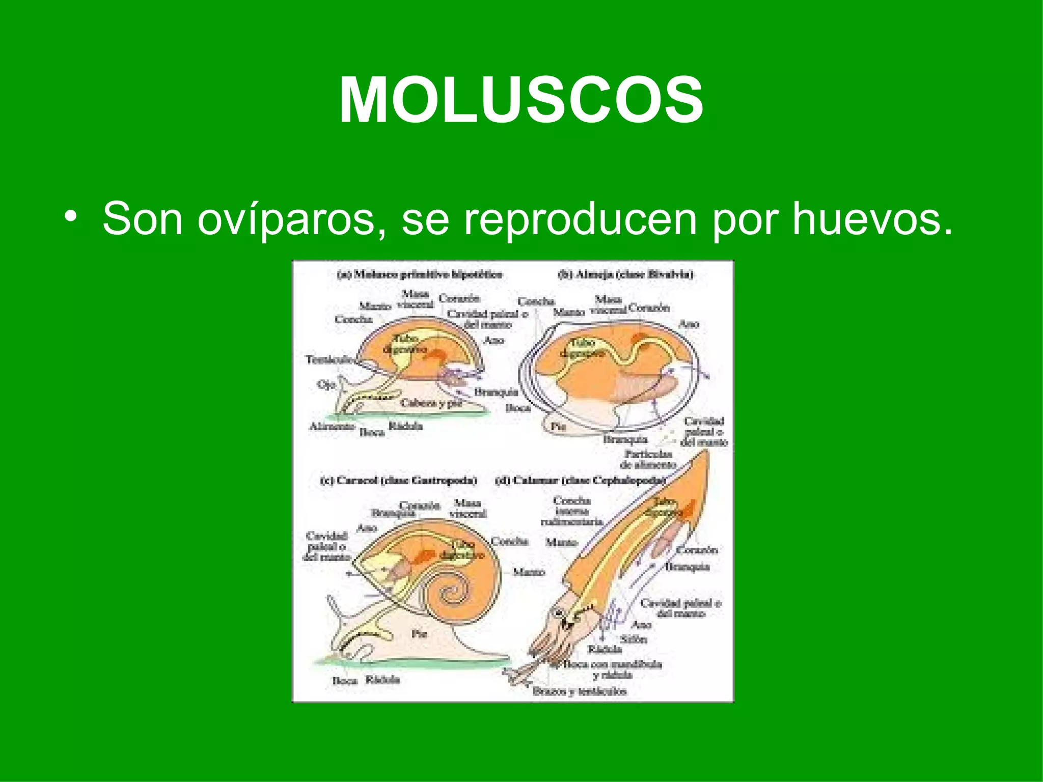 El reino de los invertebrados | PPT