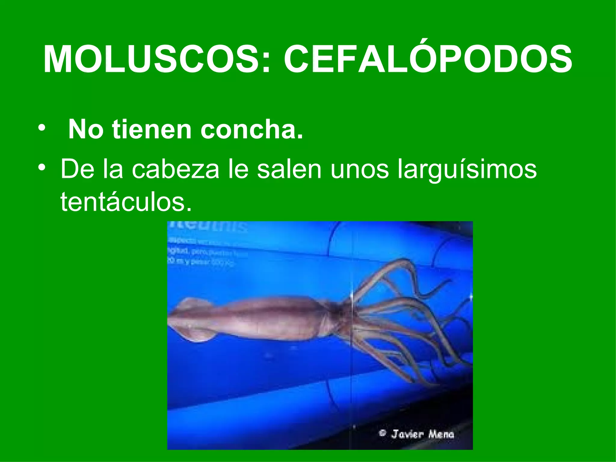 El reino de los invertebrados | PPT