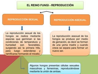 El reino fungi (hongos) | PPTX