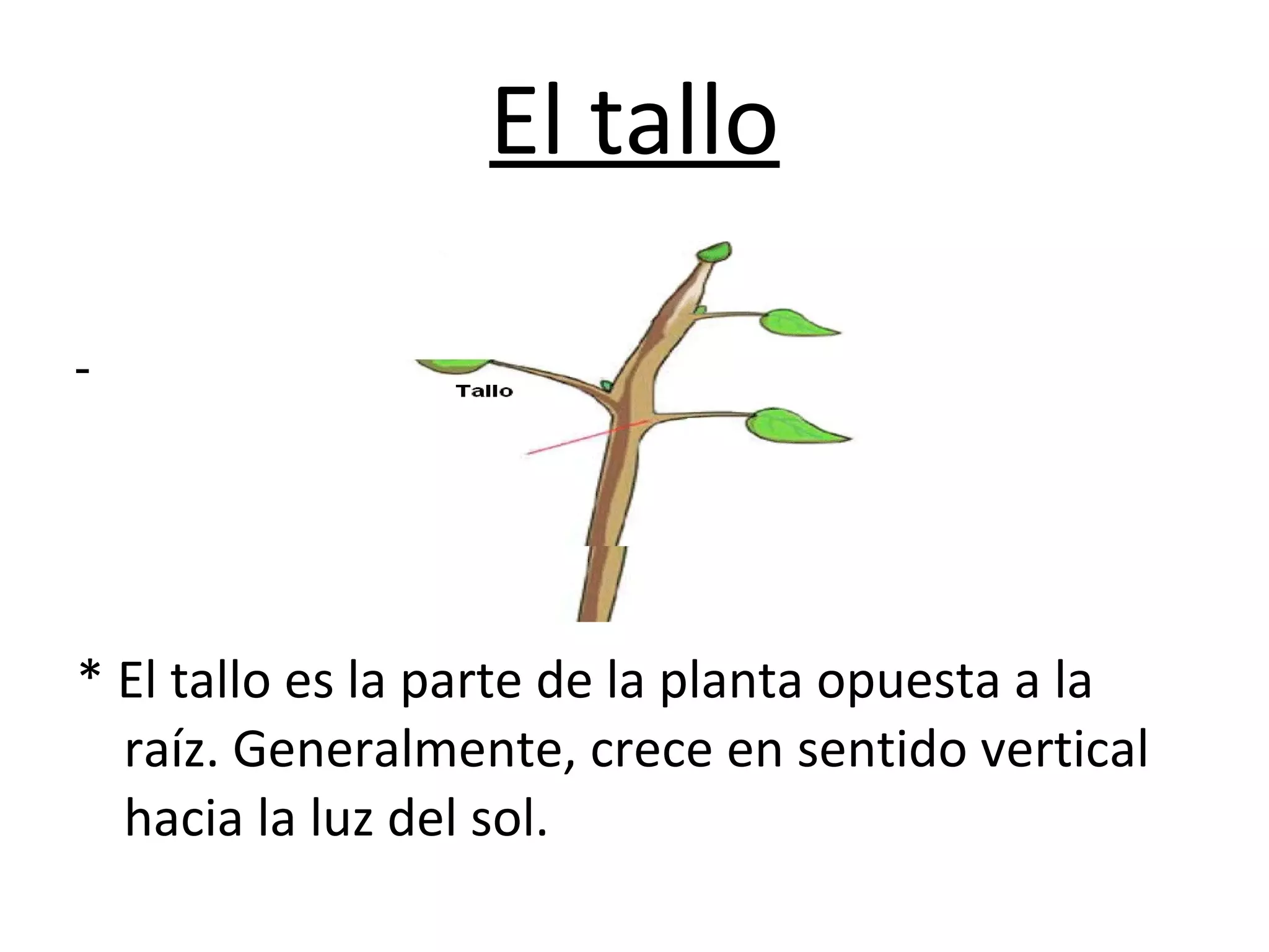 El reino vegetal 2 | PPS