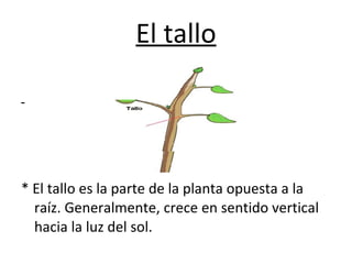 El reino vegetal 2 | PPS