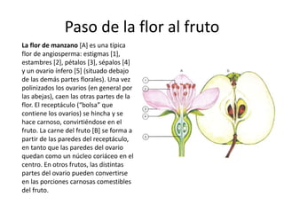 EL REINO VEGETAL.pptx