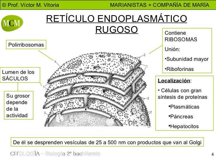 RETICULO ENDOPLASMATICO