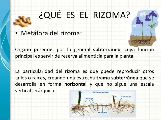 El rizoma deleuze (jaime reyes-f)