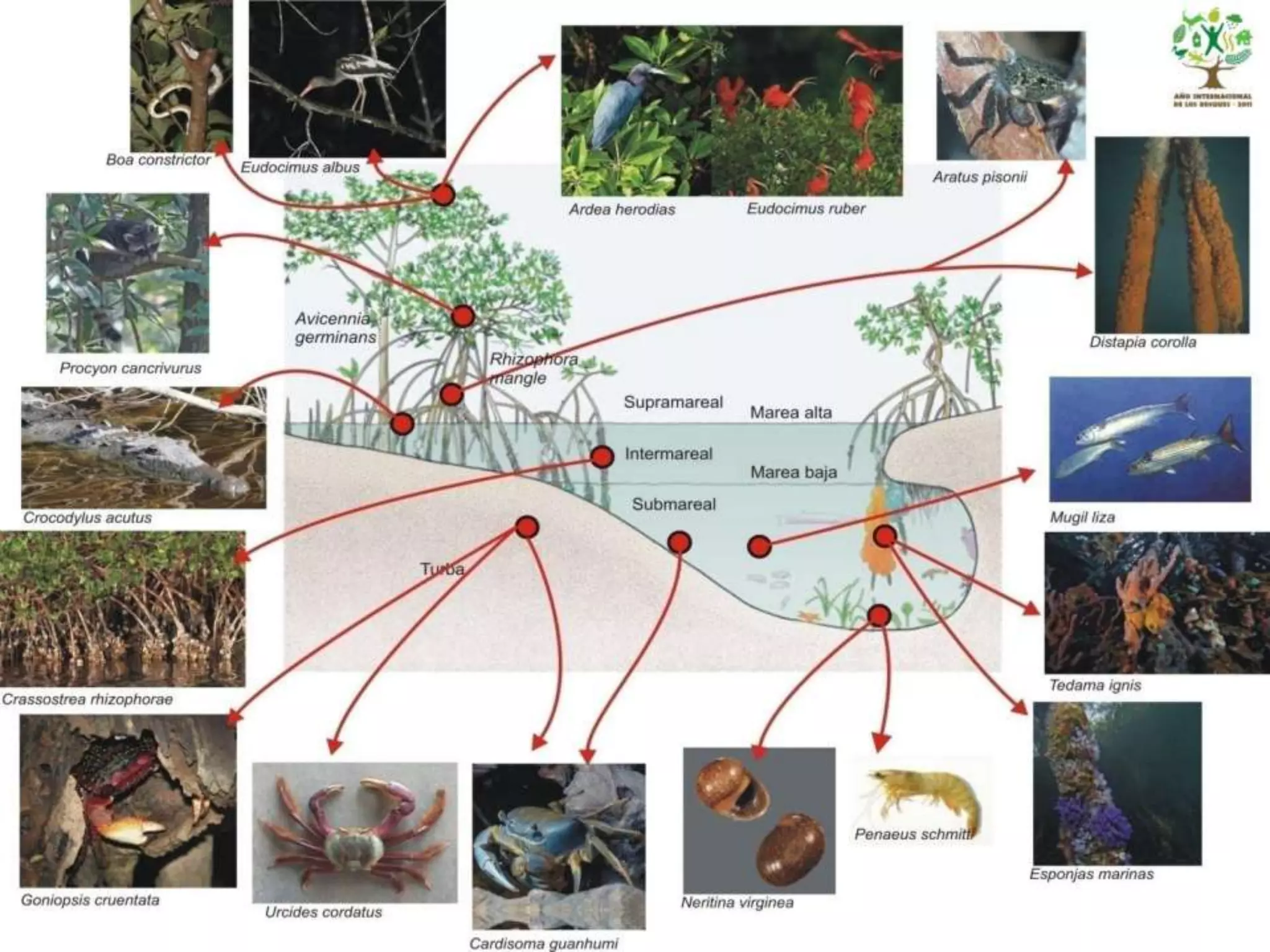 El rol ecológico de los bosques de manglar y los morichales en la ...
