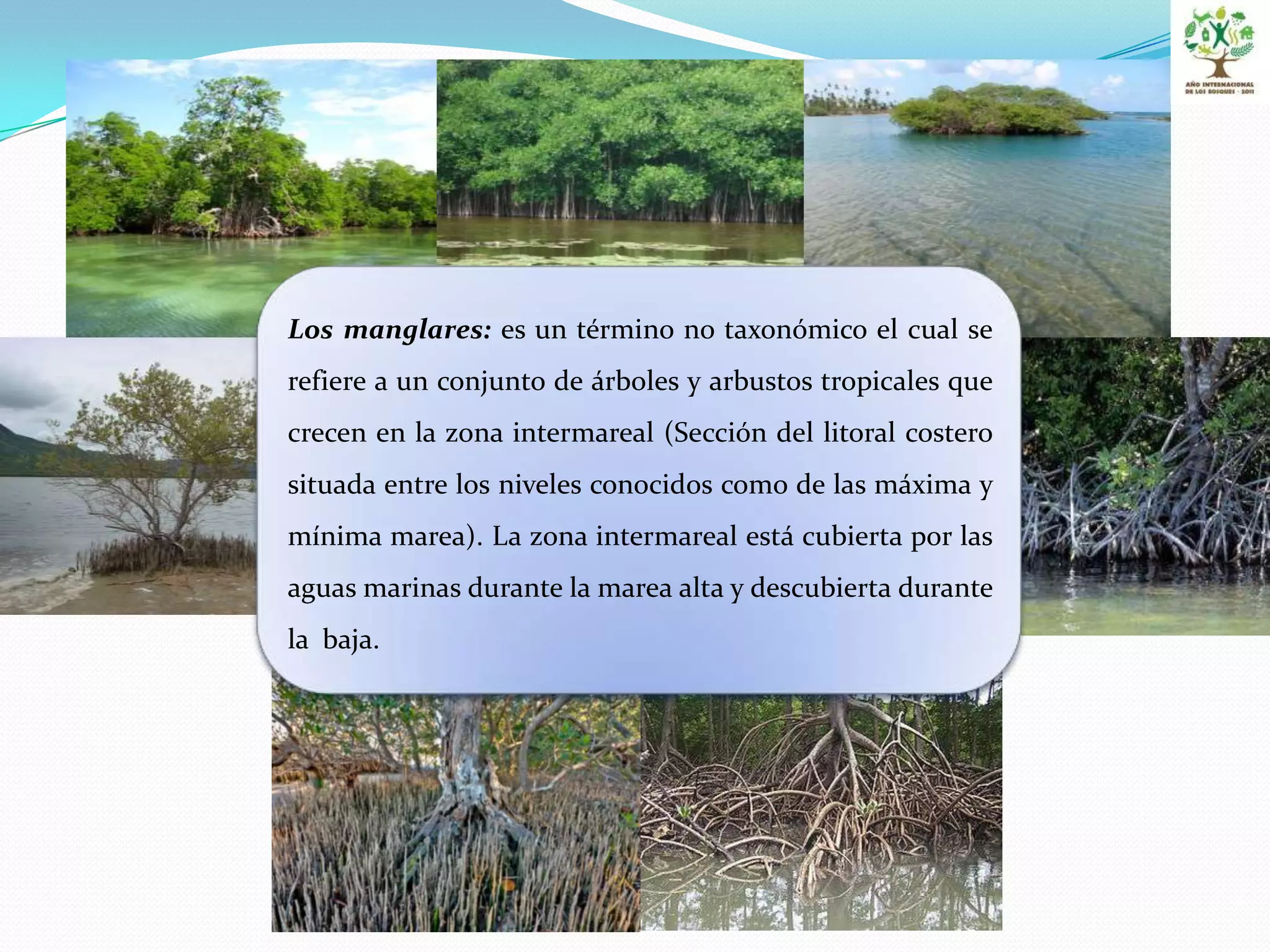El rol ecológico de los bosques de manglar y los morichales en la ...