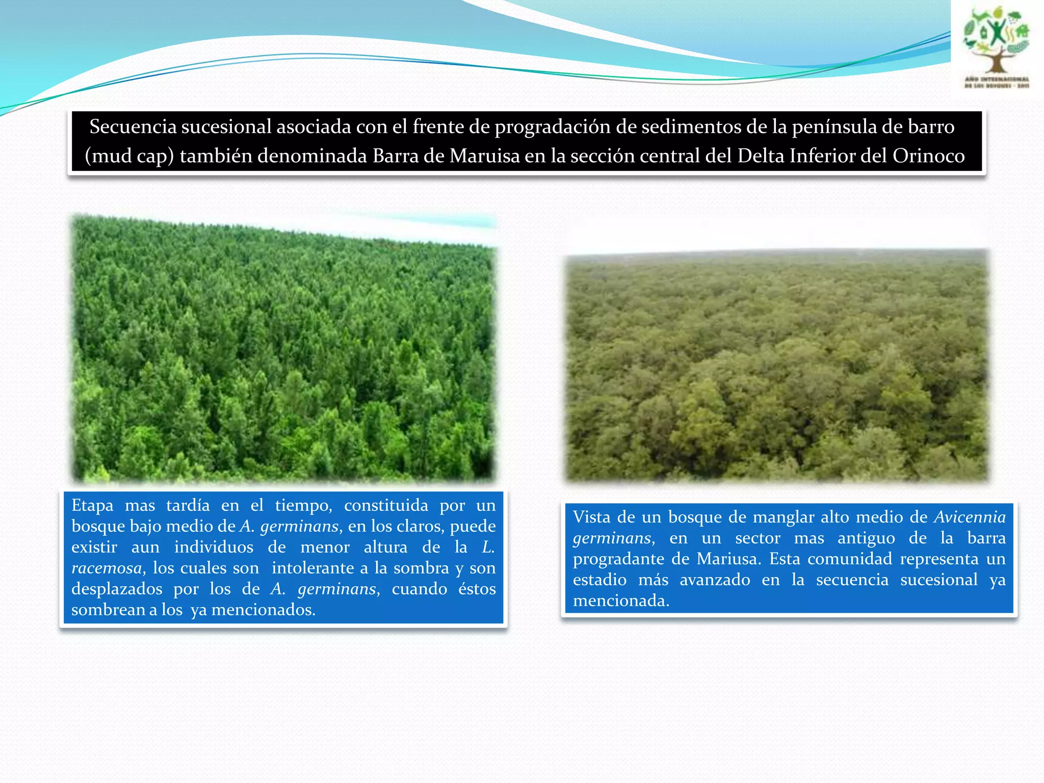 El rol ecológico de los bosques de manglar y los morichales en la ...