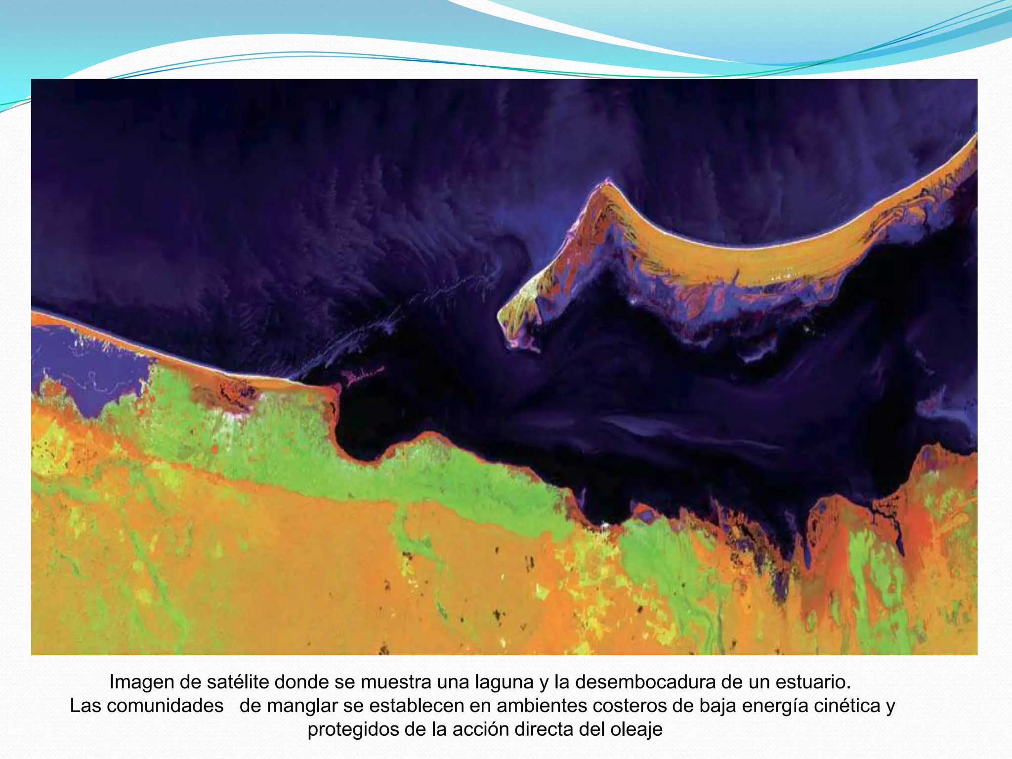 El rol ecológico de los bosques de manglar y los morichales en la ...