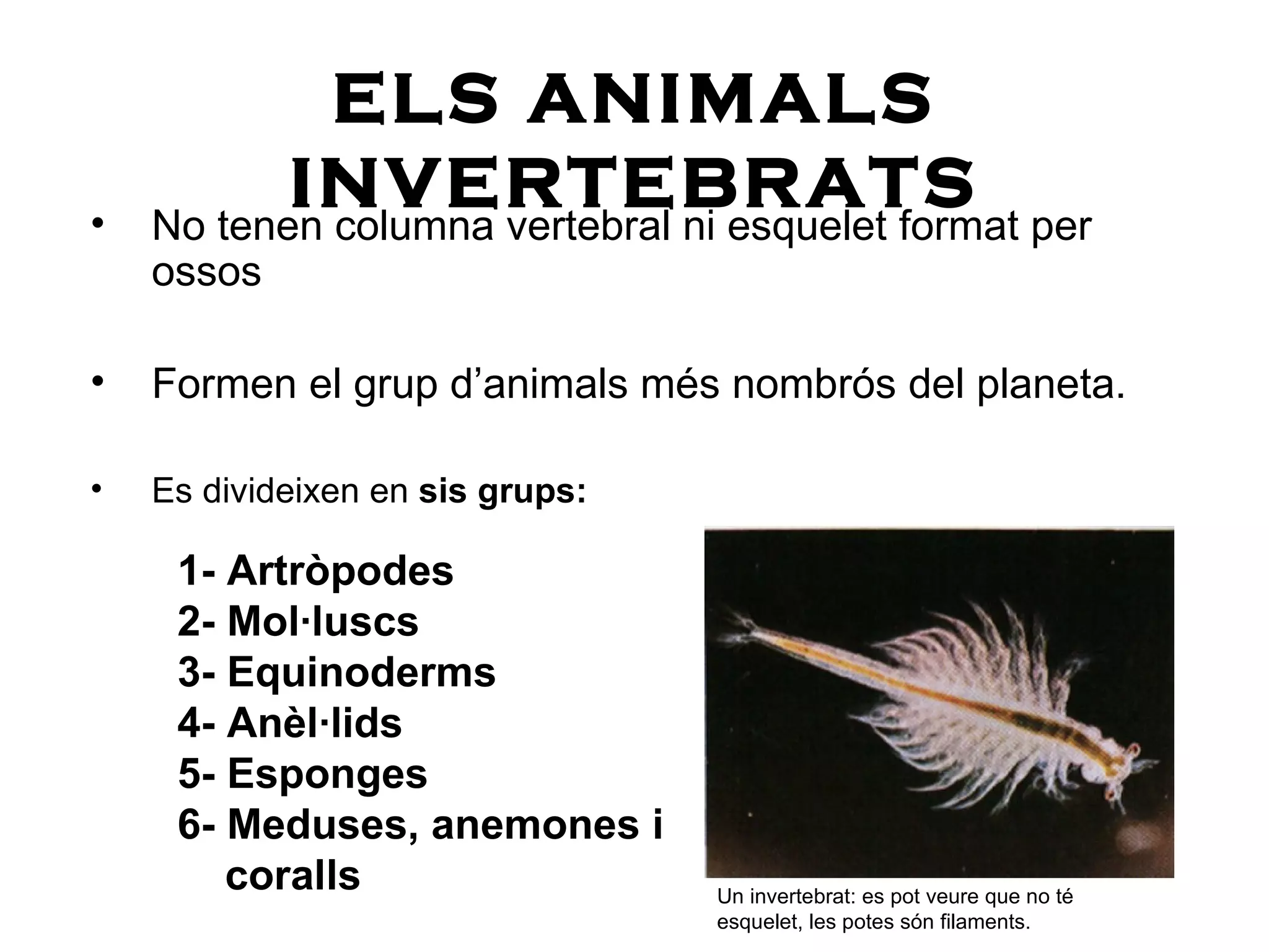 Els Animals Invertebrats | PPT