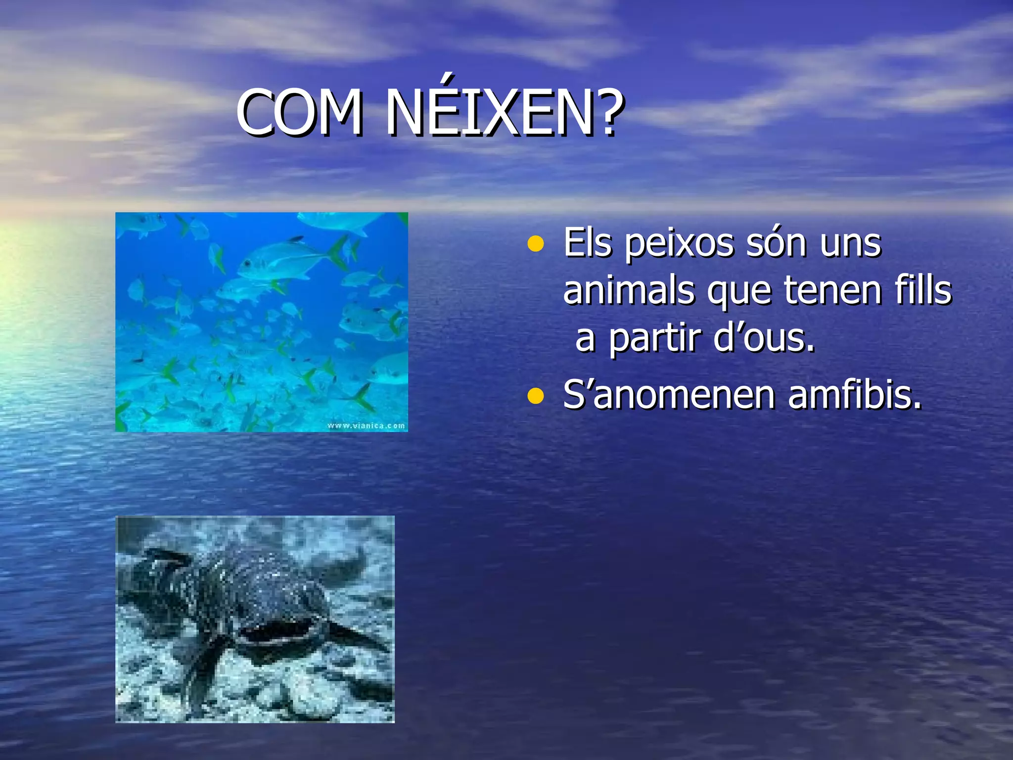 Els Animals Marins | PPT