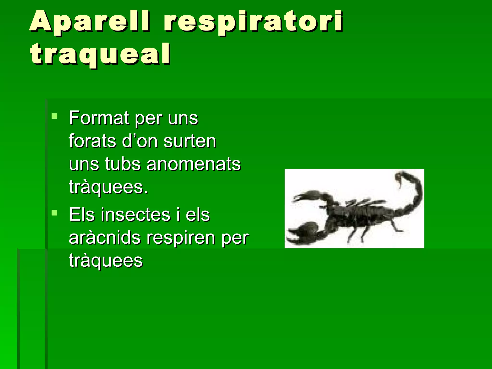 Els Aparells Respiratoris | PPS
